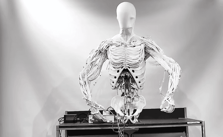 Robot with Water-Powered Muscles: Clone Robotics’ Humanoid Torso Uses ...